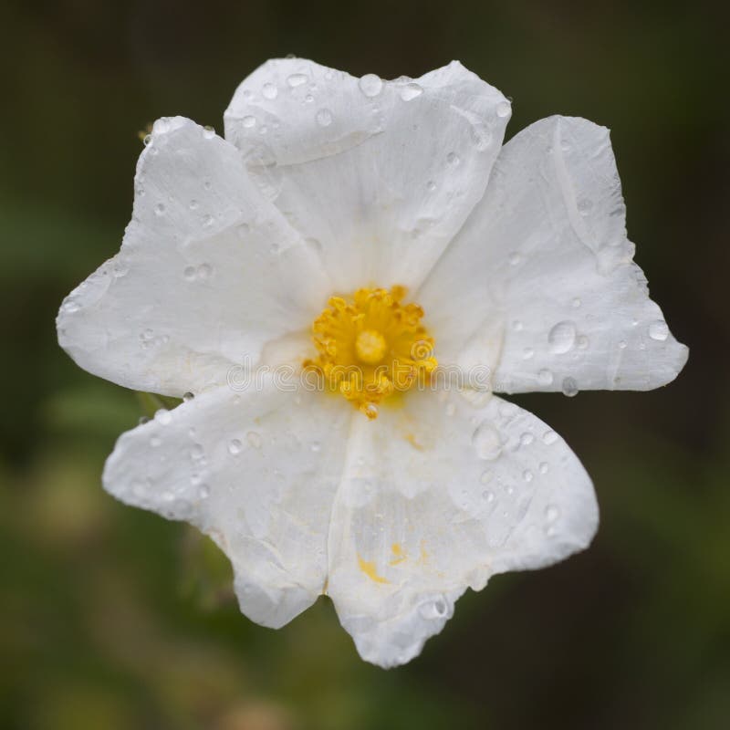 White Rockrose (Cistus Hybridus) Flower Stock Image - Image of blooming ...