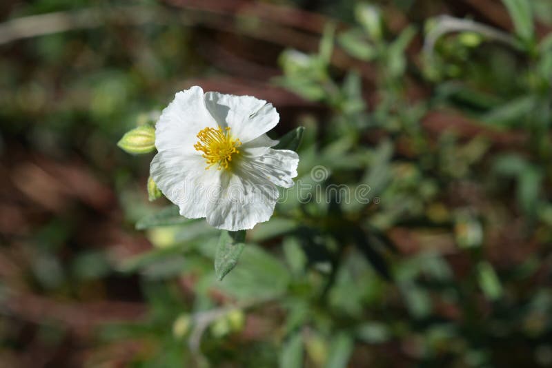 White rockrose stock image. Image of botany, roockrose - 130162077