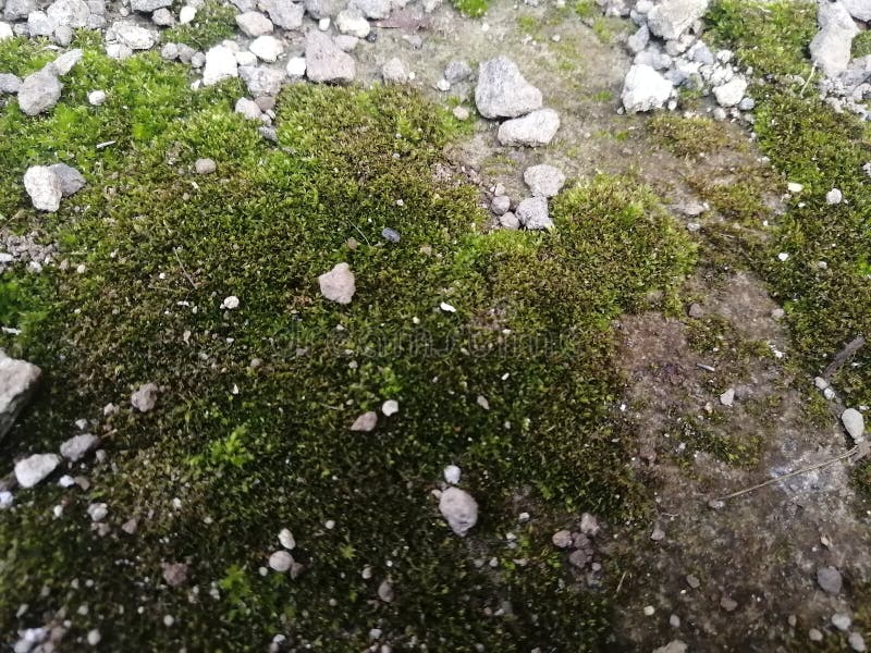 White Rocks with Green and Black Moss. Stock Image - Image of lawn ...