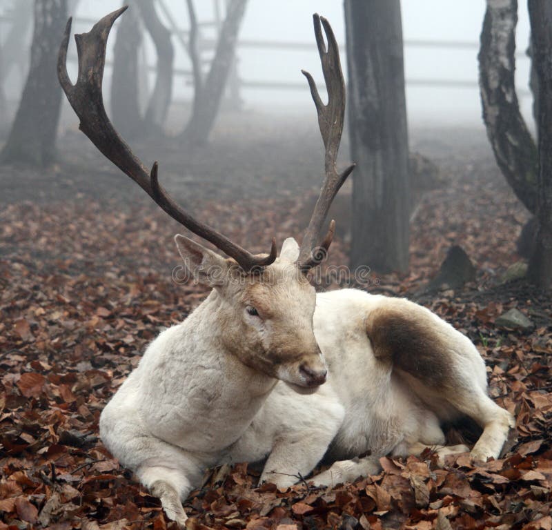 White roe deer stock photo. Image of tree, single, mammal - 12113452