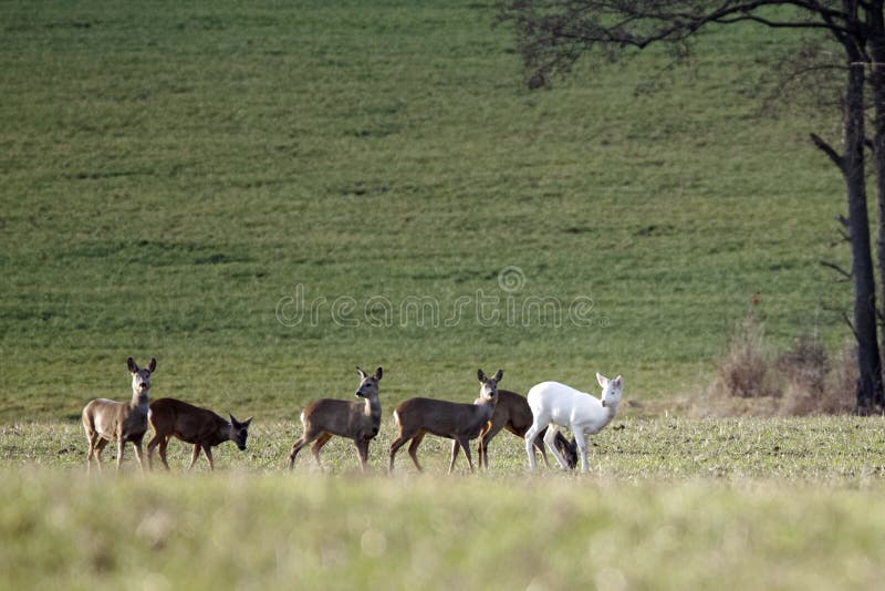 White Roe Deer, Capreolus Capreolus, with a with a Group of Other Roe ...