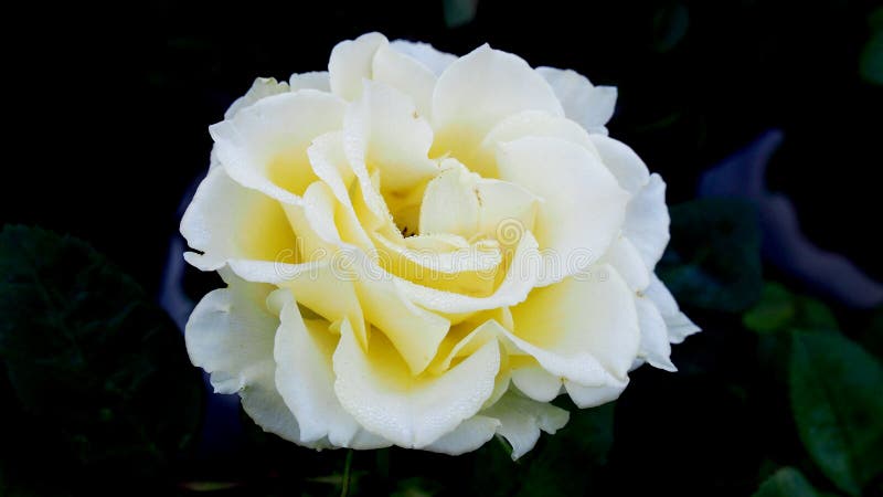 White Roes stock photo. Image of background, abstract - 73840550