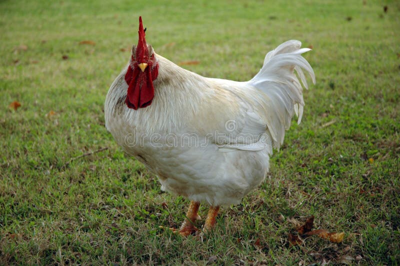 White rooster stock photo. Image of bossy, farming, cockscomb - 13242298