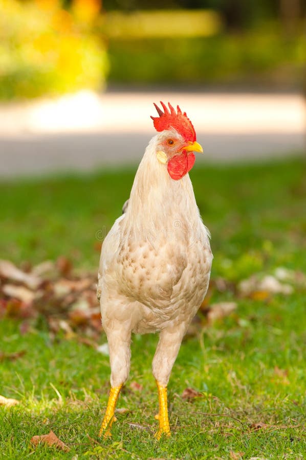 White rooster stock photo. Image of color, bright, bird - 13945408