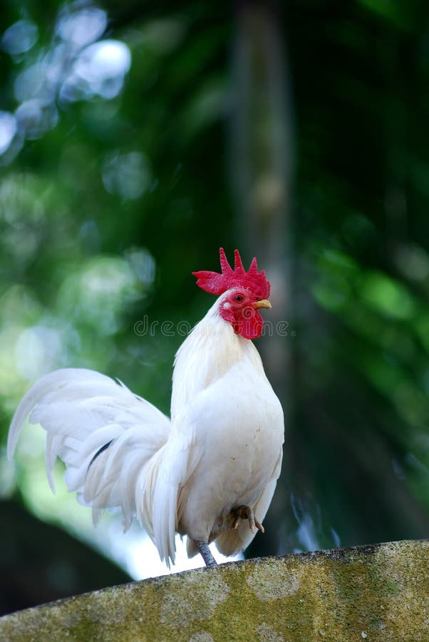 White rooster stock photo. Image of farm, crest, tropical - 3551572