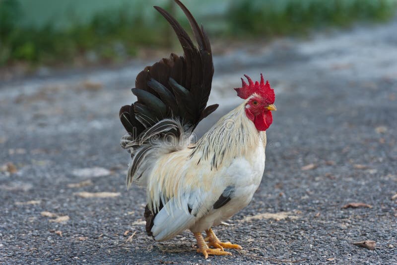 White Rooster stock photo. Image of male, nature, female - 20451452