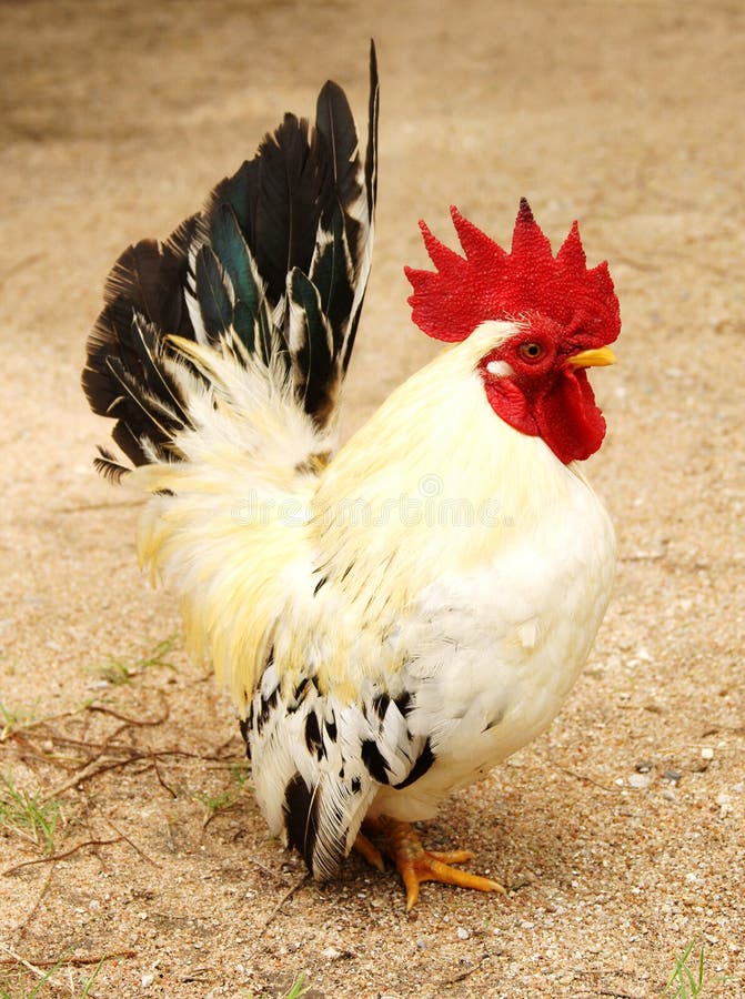 37,032 White Rooster Stock Photos - Free & Royalty-Free Stock Photos ...