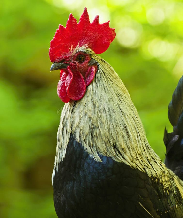 Gallic Rooster, 5 Years Old Stock Photo - Image of themes, chicken ...