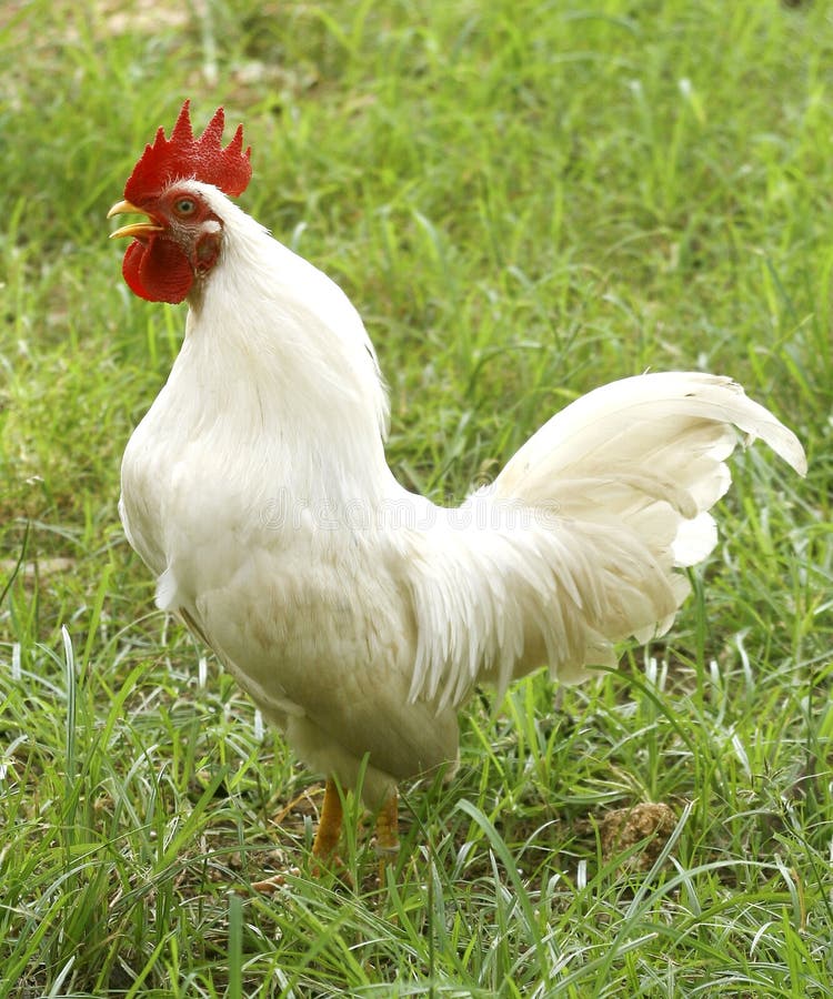Portrait of white Rooster stock image. Image of white - 2953727