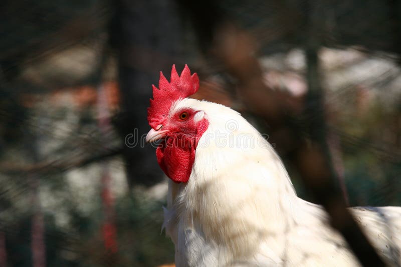 White rooster stock photo. Image of farm, crest, tropical - 3551572