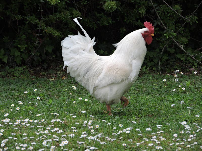 Back of the Rooster stock image. Image of black, chicken - 210296927