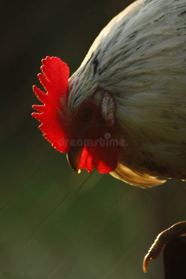 White Rooster, Beak Down, Head Detail, Back Light Stock Image - Image ...