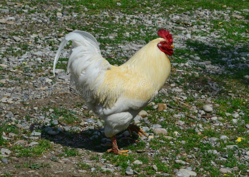 White rooster stock image. Image of fine, rooster, bird - 189551489