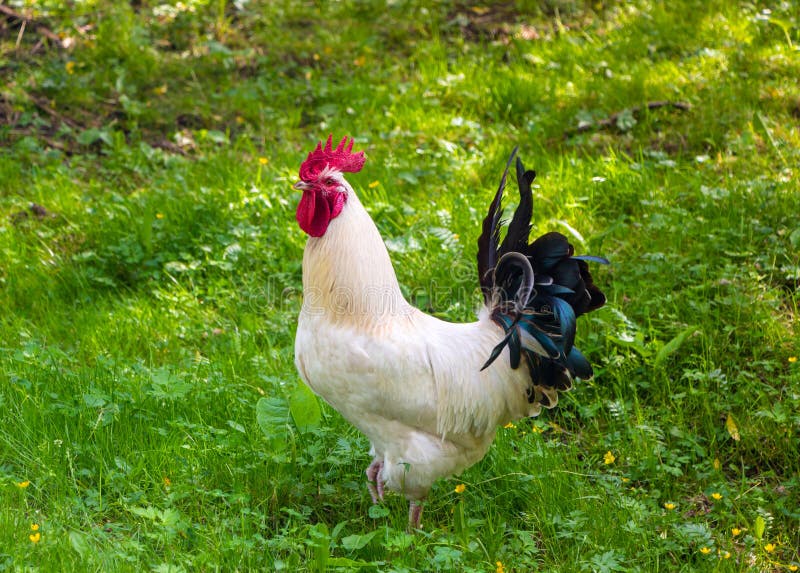 256 Rooster Crow Black White Stock Photos - Free & Royalty-Free Stock ...