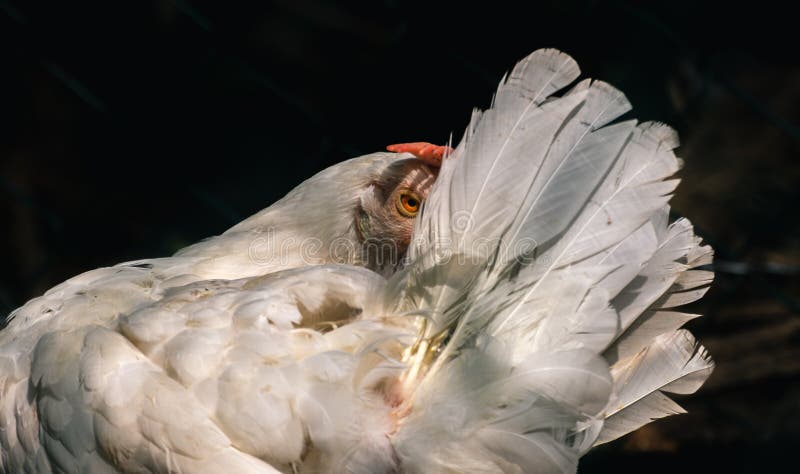 Rooster Combing Its Feathers and Give a Stare at the Camera Stock Photo ...