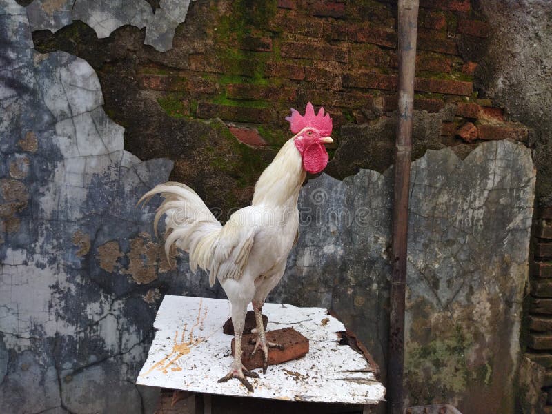White rooster in a coop stock photo. Image of peafowl - 227777348