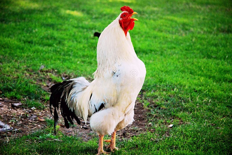 White rooster stock photo. Image of farm, crowing, white - 74937148