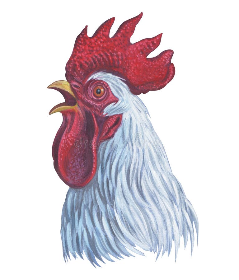 White Rooster. Drawing on a White Background, Graphics Stock ...
