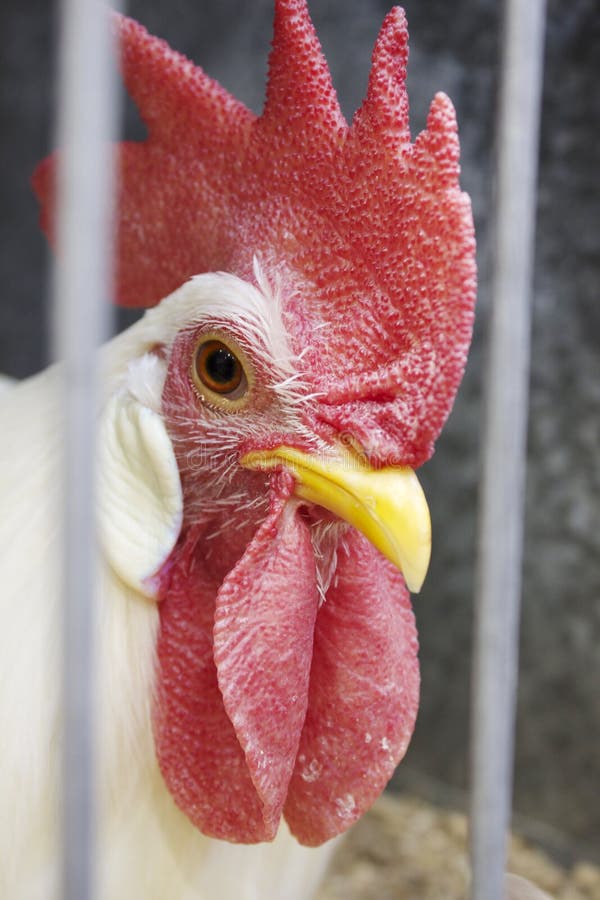 Rooster face stock photo. Image of chicken, farm, beak - 21233924
