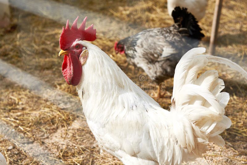 White rooster on farm stock photo. Image of animal, husbandry - 70707680