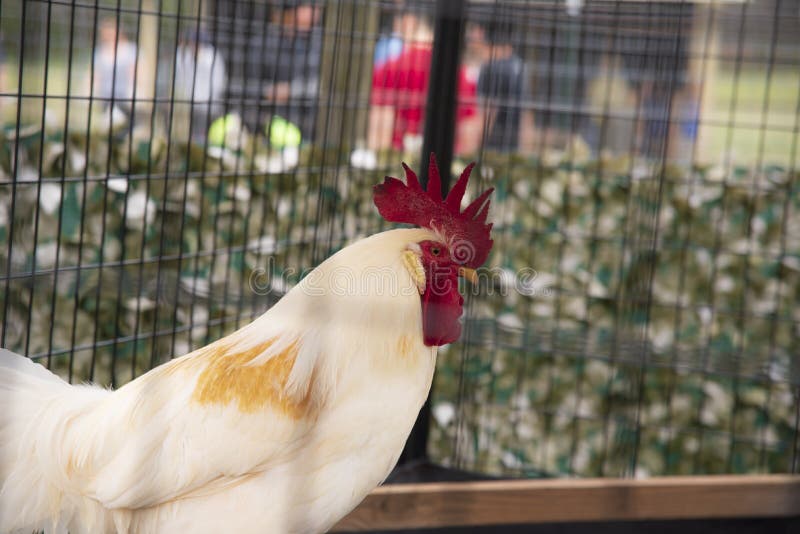 Rooster in a farm stock image. Image of sunrise, beautiful - 132377603