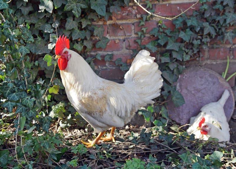 White Rooster and the White Hand on the Ground Stock Photo - Image of ...