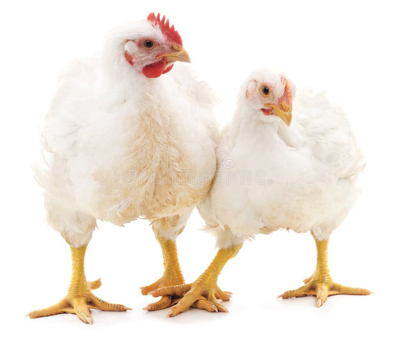 Red rooster and hen stock photo. Image of white, family - 141900502