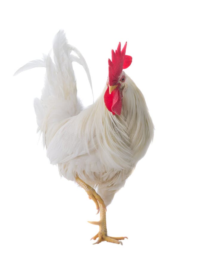 36,464 White Rooster Stock Photos - Free & Royalty-Free Stock Photos ...