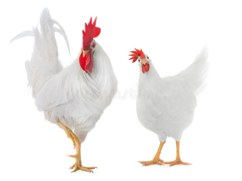 36,464 White Rooster Stock Photos - Free & Royalty-Free Stock Photos ...