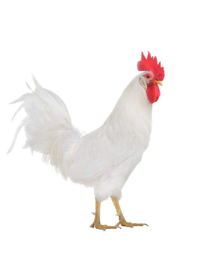 White Rooster Isolated on White Stock Image - Image of animal, symbol ...