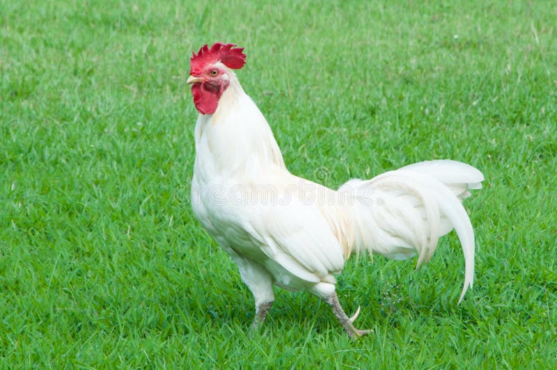 White rooster stock image. Image of farm, thai, local - 80610045
