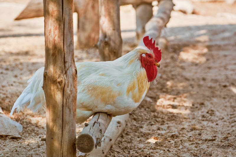 Rooster and his perch stock photo. Image of sitting, protecting - 86062278
