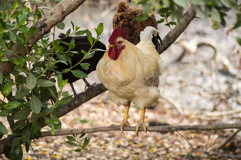 White rooster perched stock photo. Image of fowl, feather - 173847480