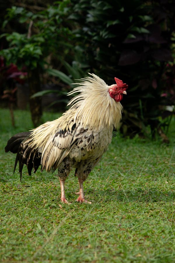 White Rooster angry stock photo. Image of england, people - 305505316