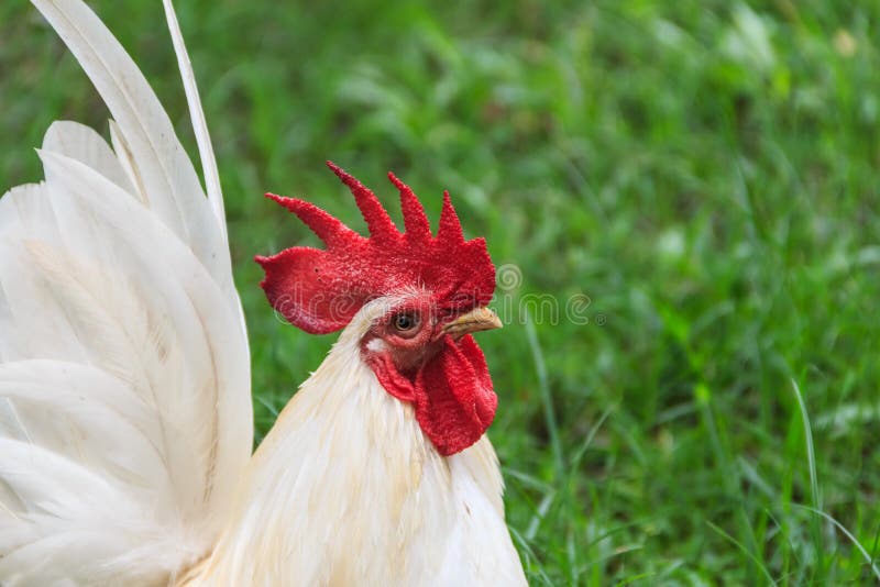 White Rooster Portrait on Nature Background Stock Image - Image of ...