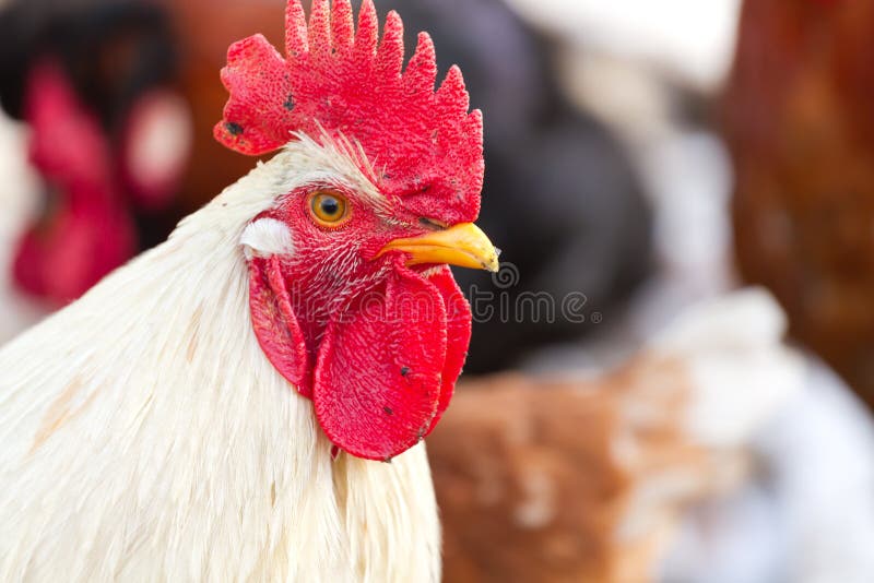 White rooster stock image. Image of spring, profile, wing - 48580785