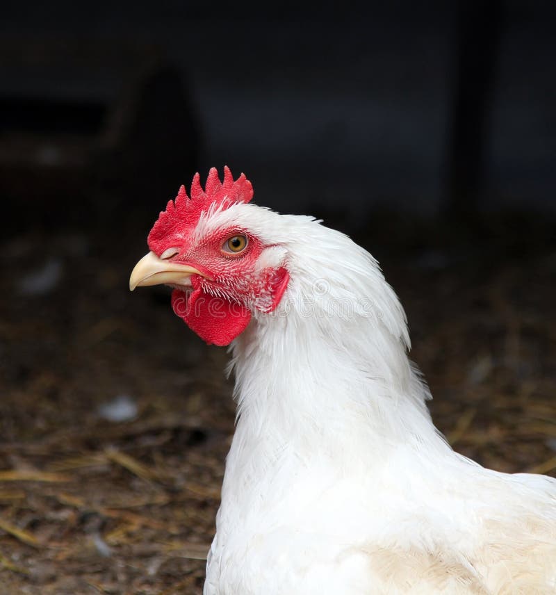 36,464 White Rooster Stock Photos - Free & Royalty-Free Stock Photos ...