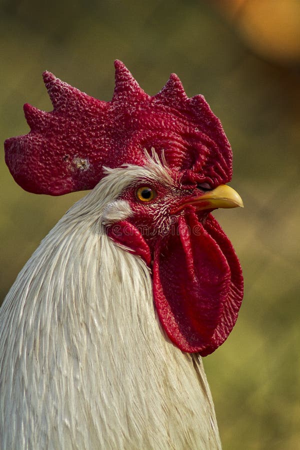 White rooster stock photo. Image of wattles, chicken - 49222542
