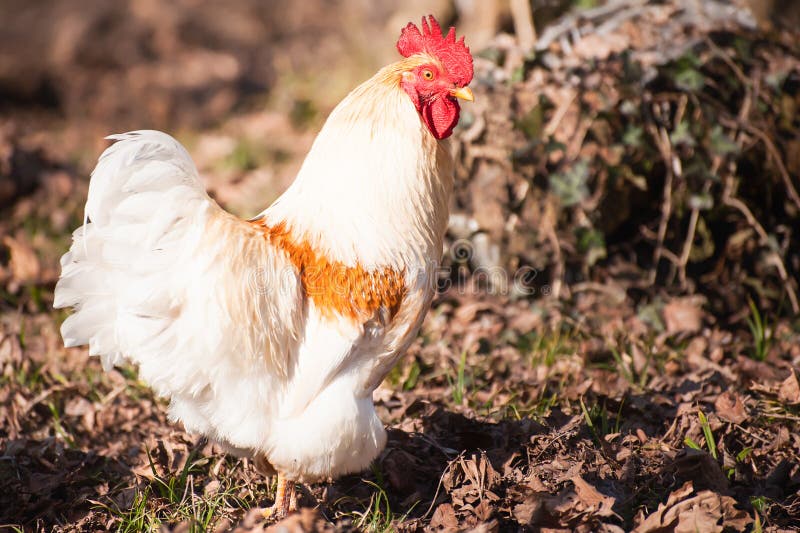 White rooster stock photo. Image of brown, livestock - 58161976