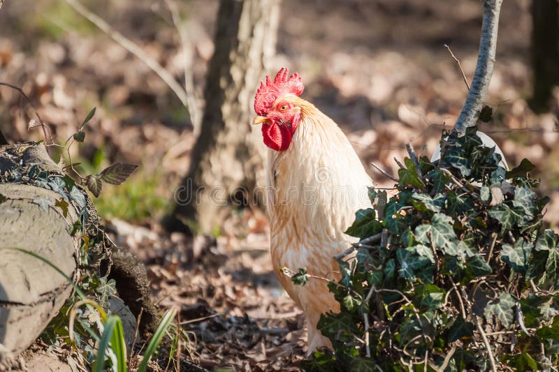 Red rooster stock photo. Image of brown, chick, fowl - 47484848