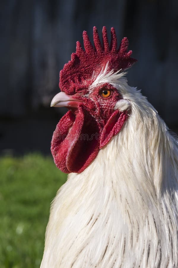 White rooster stock image. Image of bird, stand, white - 68275921