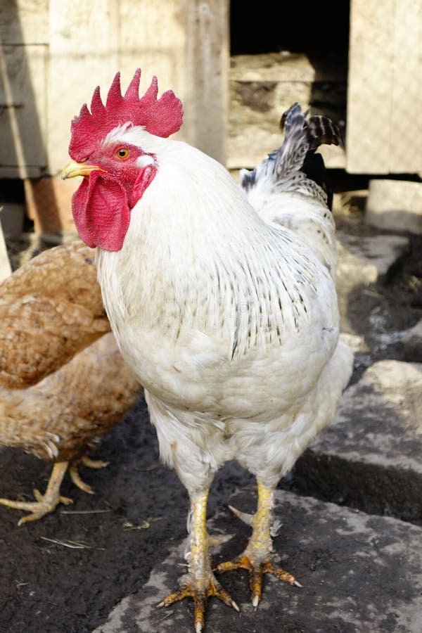 1,207 Old White Rooster Photos - Free & Royalty-Free Stock Photos from ...