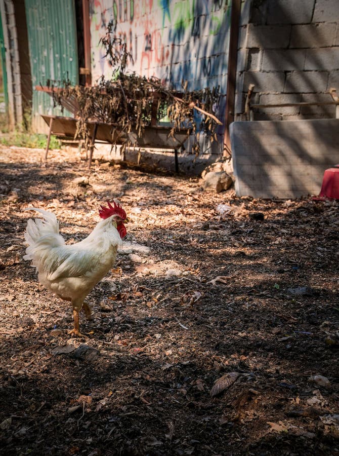 A White Rooster with a Red Comb Stands in a Rustic Backyard, Surrounded ...