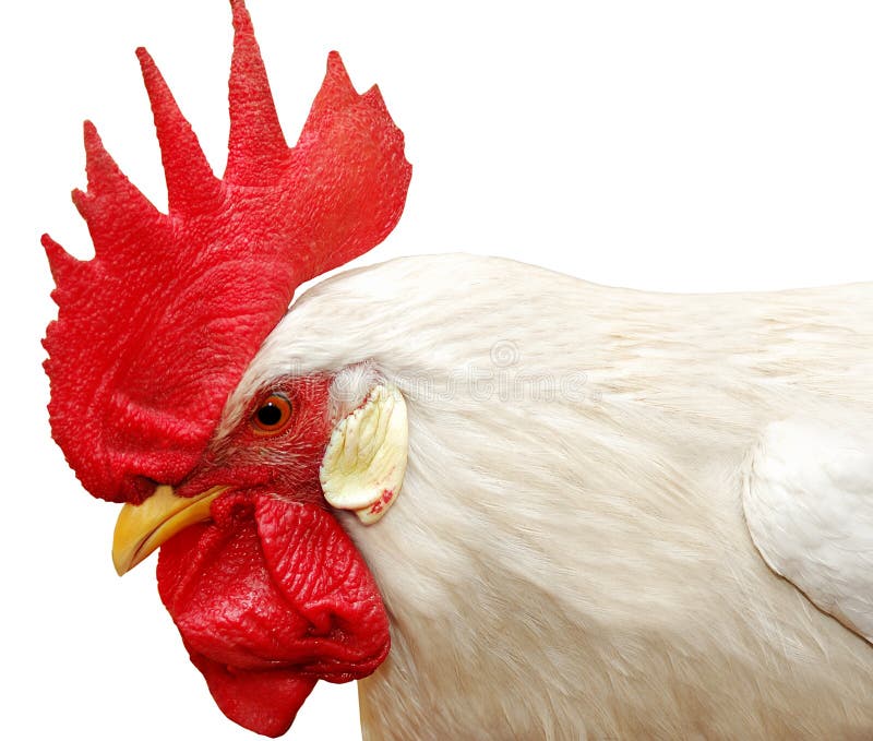 40,840 White Rooster Stock Photos - Free & Royalty-Free Stock Photos ...
