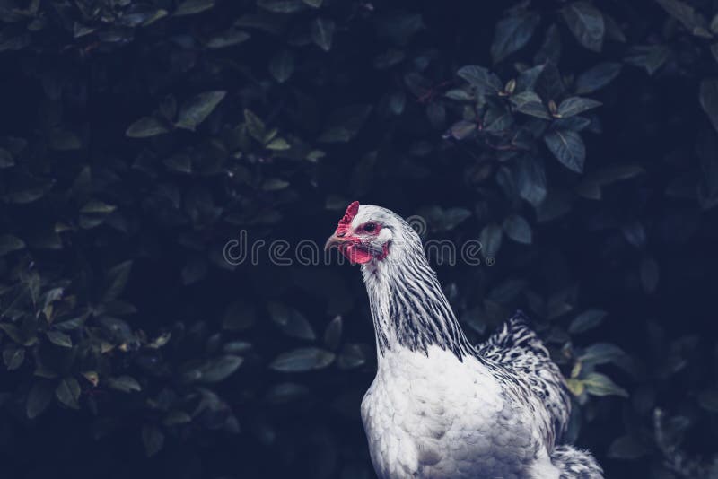 187 Sad Rooster Stock Photos - Free & Royalty-Free Stock Photos from ...