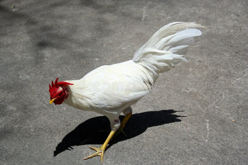 White rooster stock photo. Image of white, outdoors - 269566076