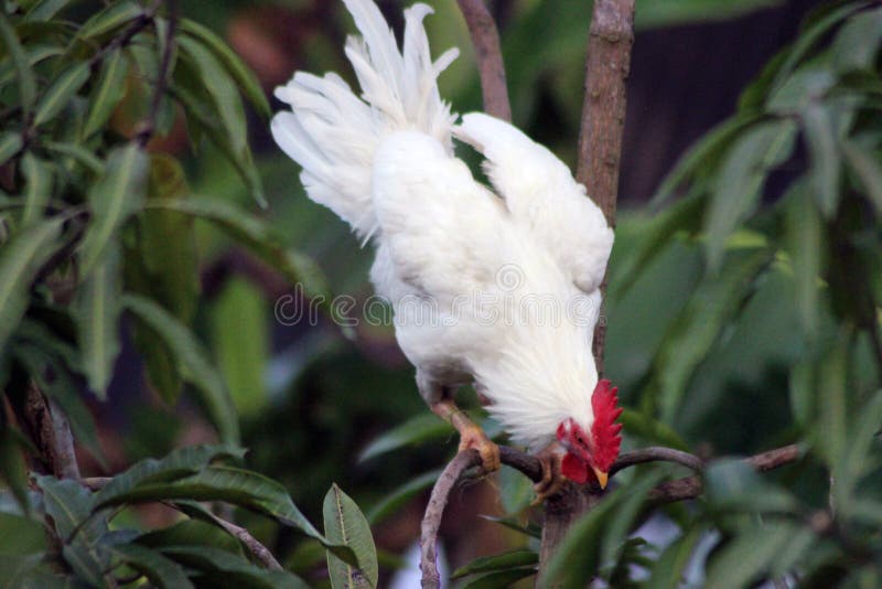 White rooster stock photo. Image of rooster, white, green - 197891112