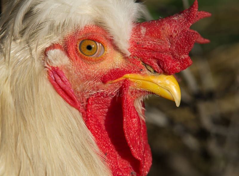 White rooster stock image. Image of cluck, clock, animal - 34645997