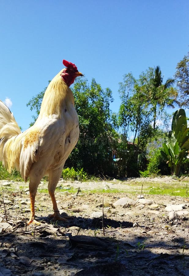 294 Strong Rooster Stock Photos - Free & Royalty-Free Stock Photos from ...