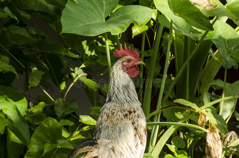 White rooster stock image. Image of java, rooster, cockscomb - 85664293